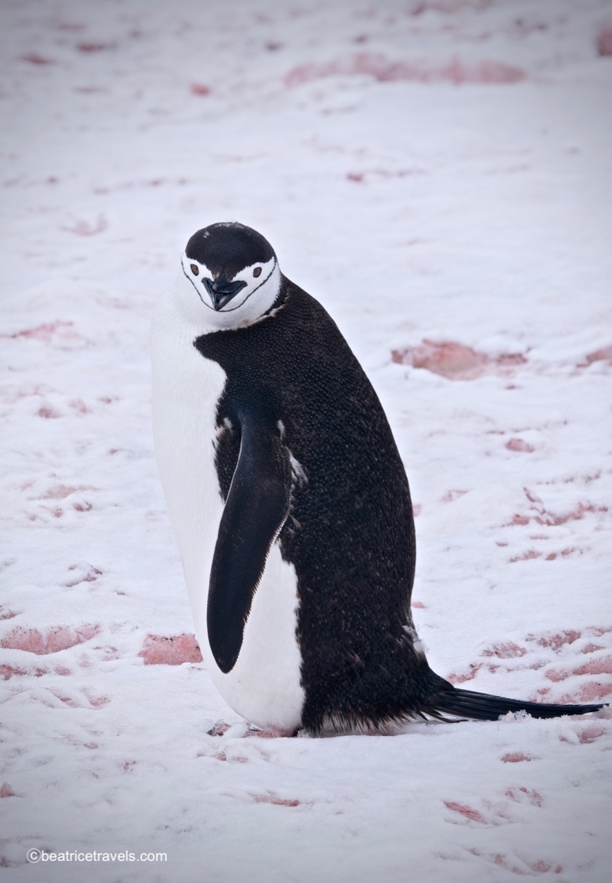 Antarctica 7: Port Charcot of Booth Island Feb 2020 – Beatrice Wong ...