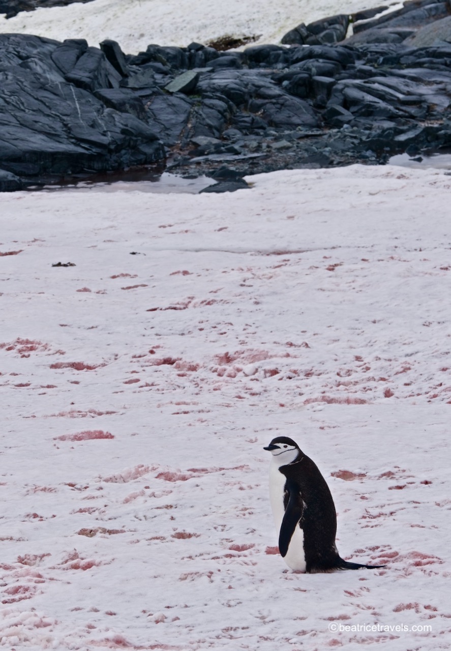 Antarctica 7: Port Charcot of Booth Island Feb 2020 – Beatrice Wong ...