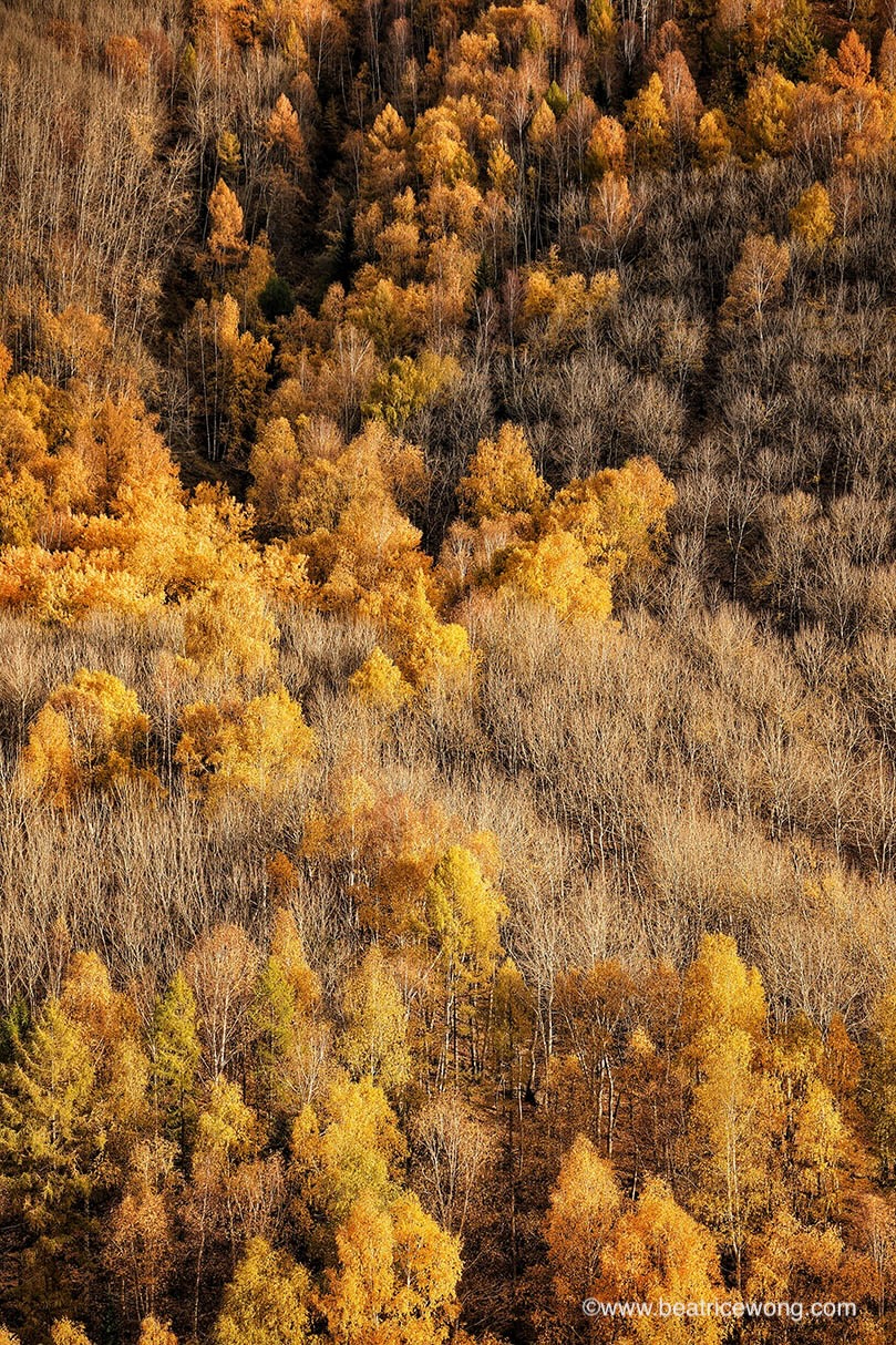 1000101880 – Beatrice Wong Photography